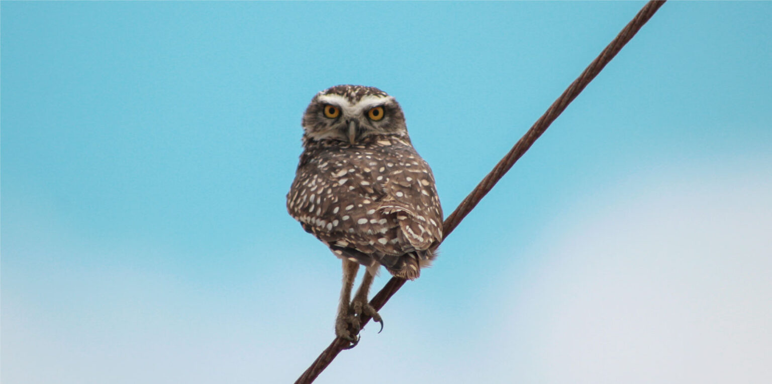 Cofimar – Somos una compañía Camaronera